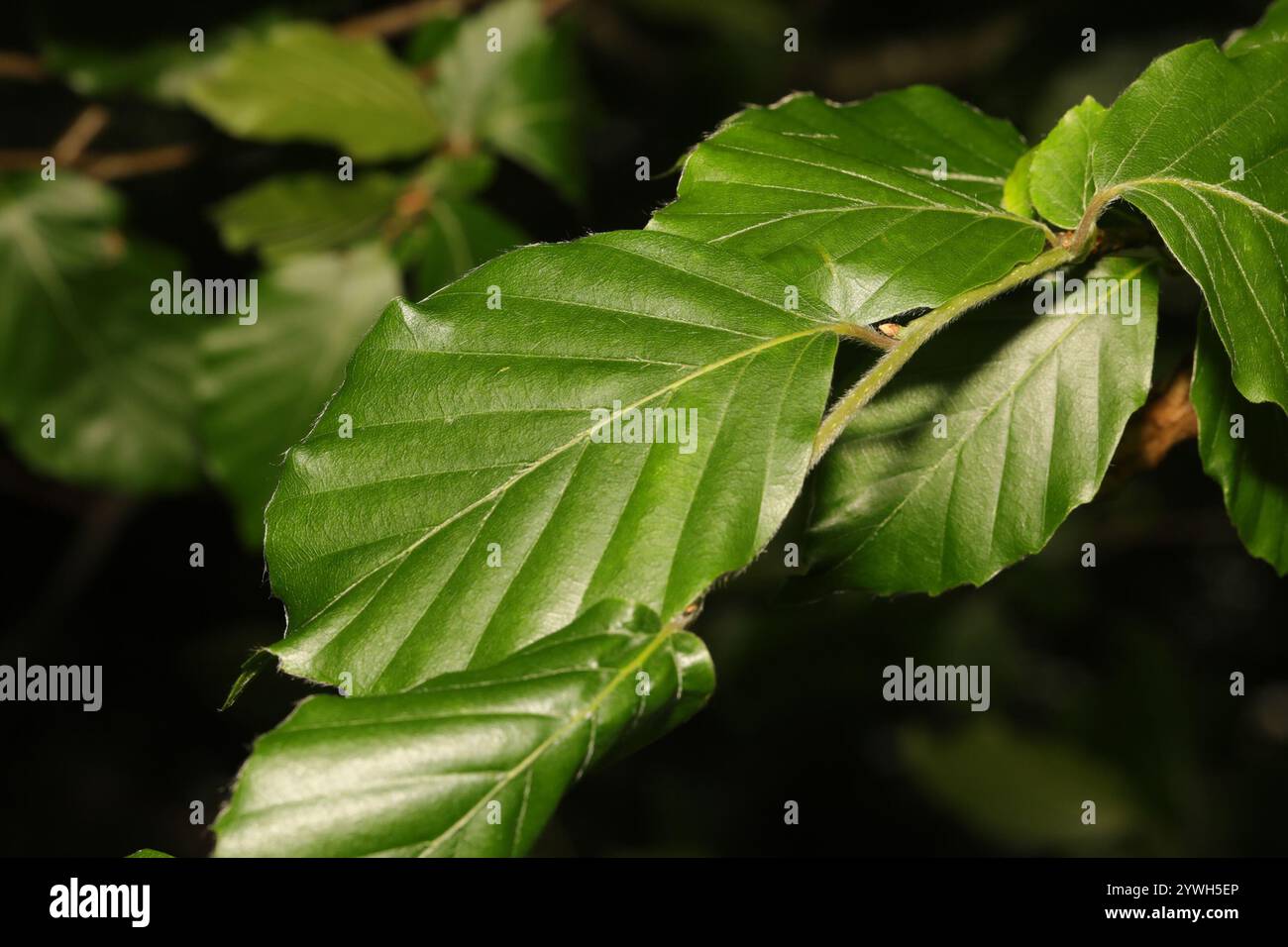 European beech (Fagus sylvatica Stock Photo - Alamy