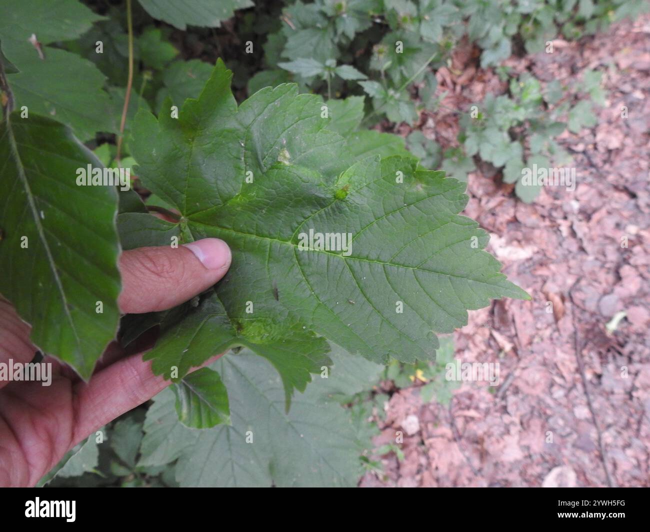 Gall and Rust Mites (Eriophyidae Stock Photo - Alamy