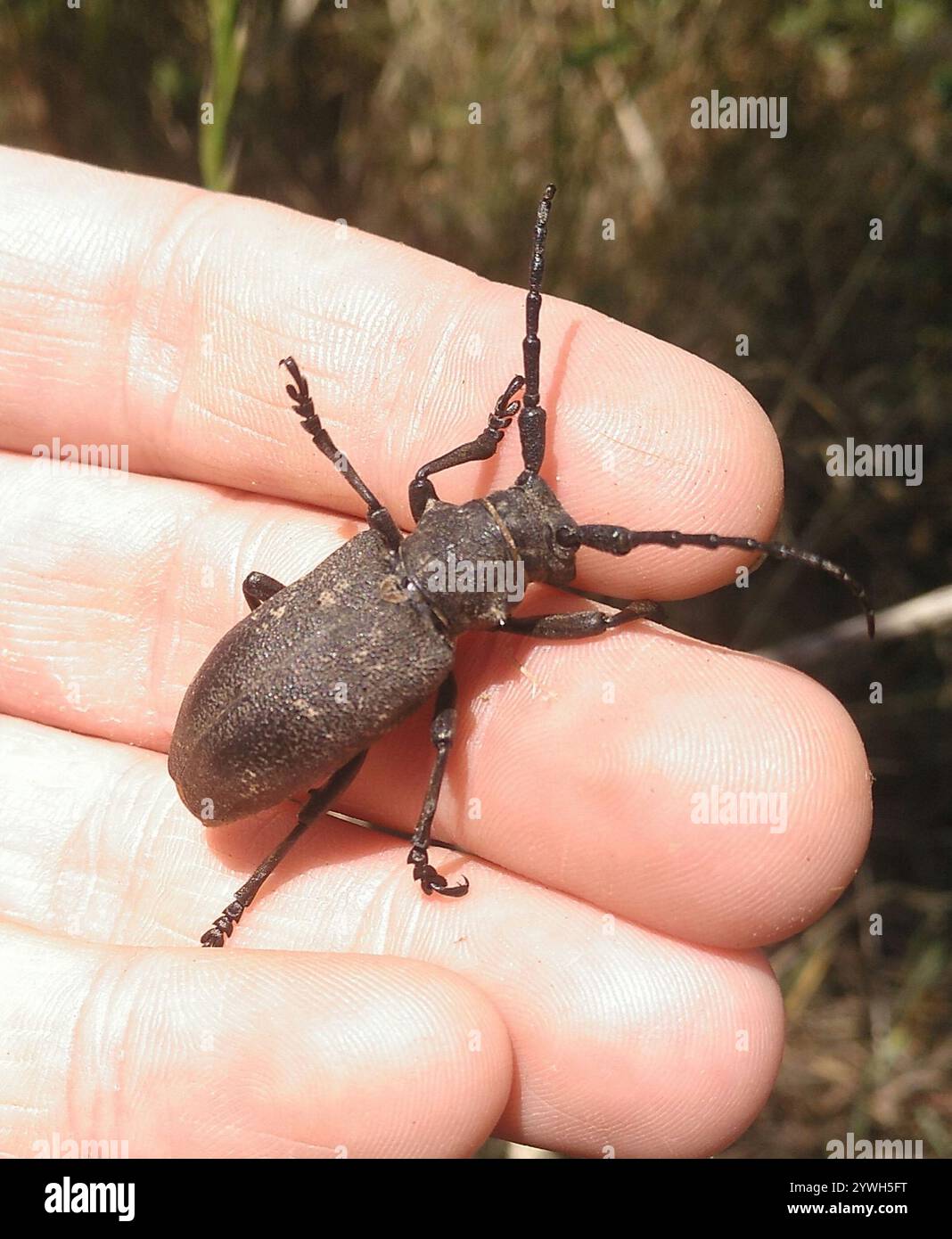 Weaver beetle (Lamia textor Stock Photo - Alamy