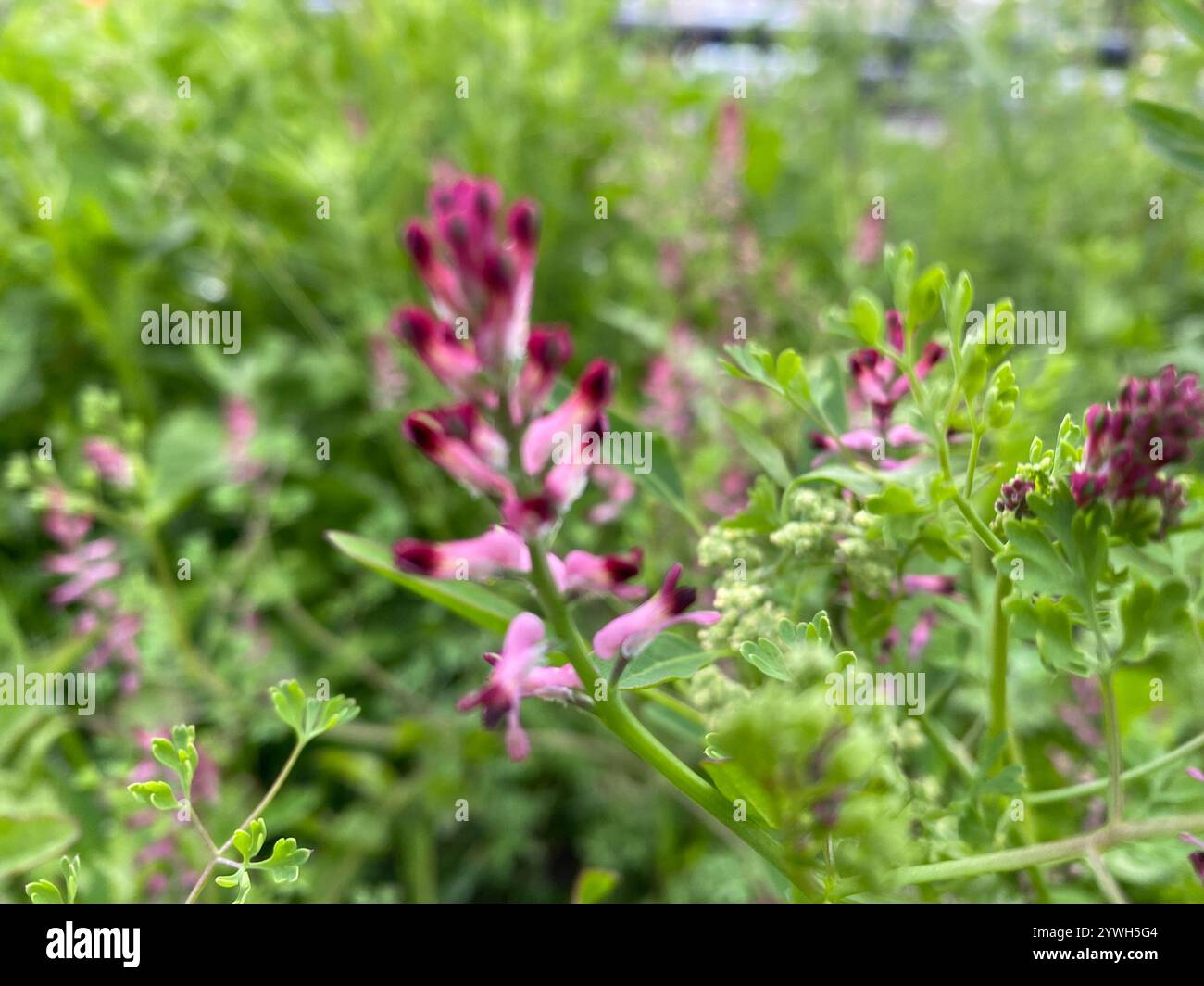 Common Fumitory (Fumaria officinalis Stock Photo - Alamy