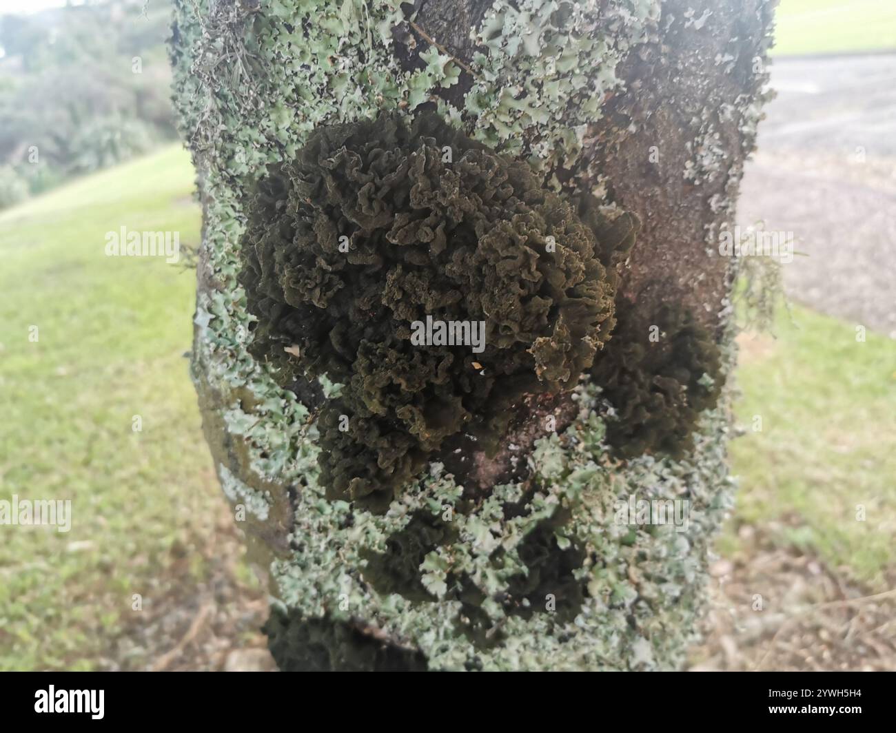 common lichens (Lecanoromycetes Stock Photo - Alamy