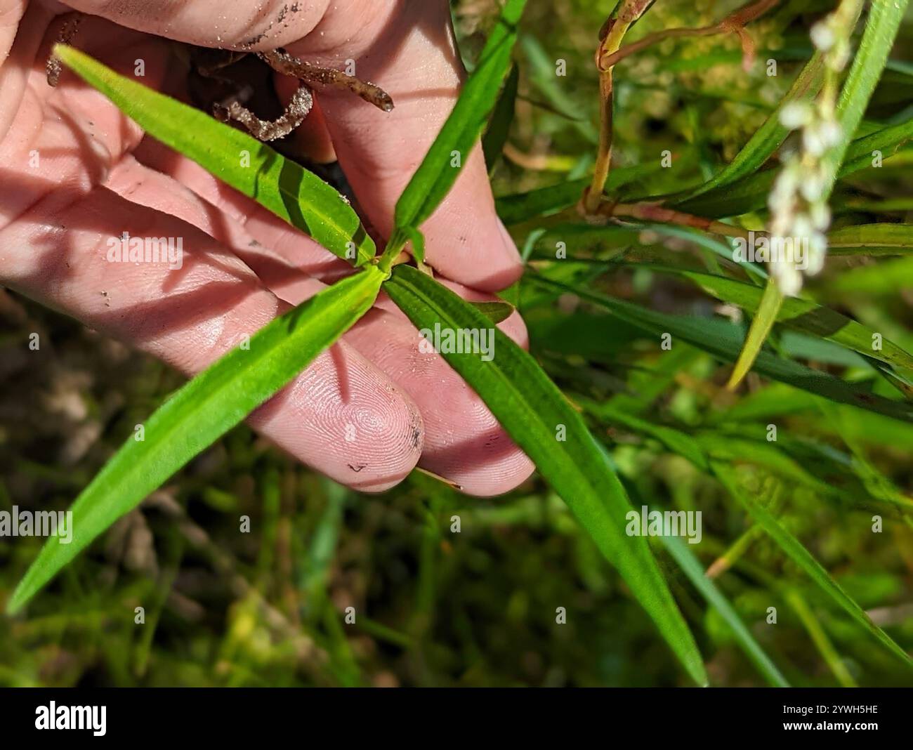 swamp smartweed (Persicaria hydropiperoides Stock Photo - Alamy