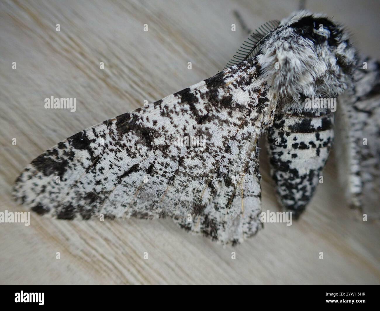 Peppered Moth (Biston betularia Stock Photo - Alamy