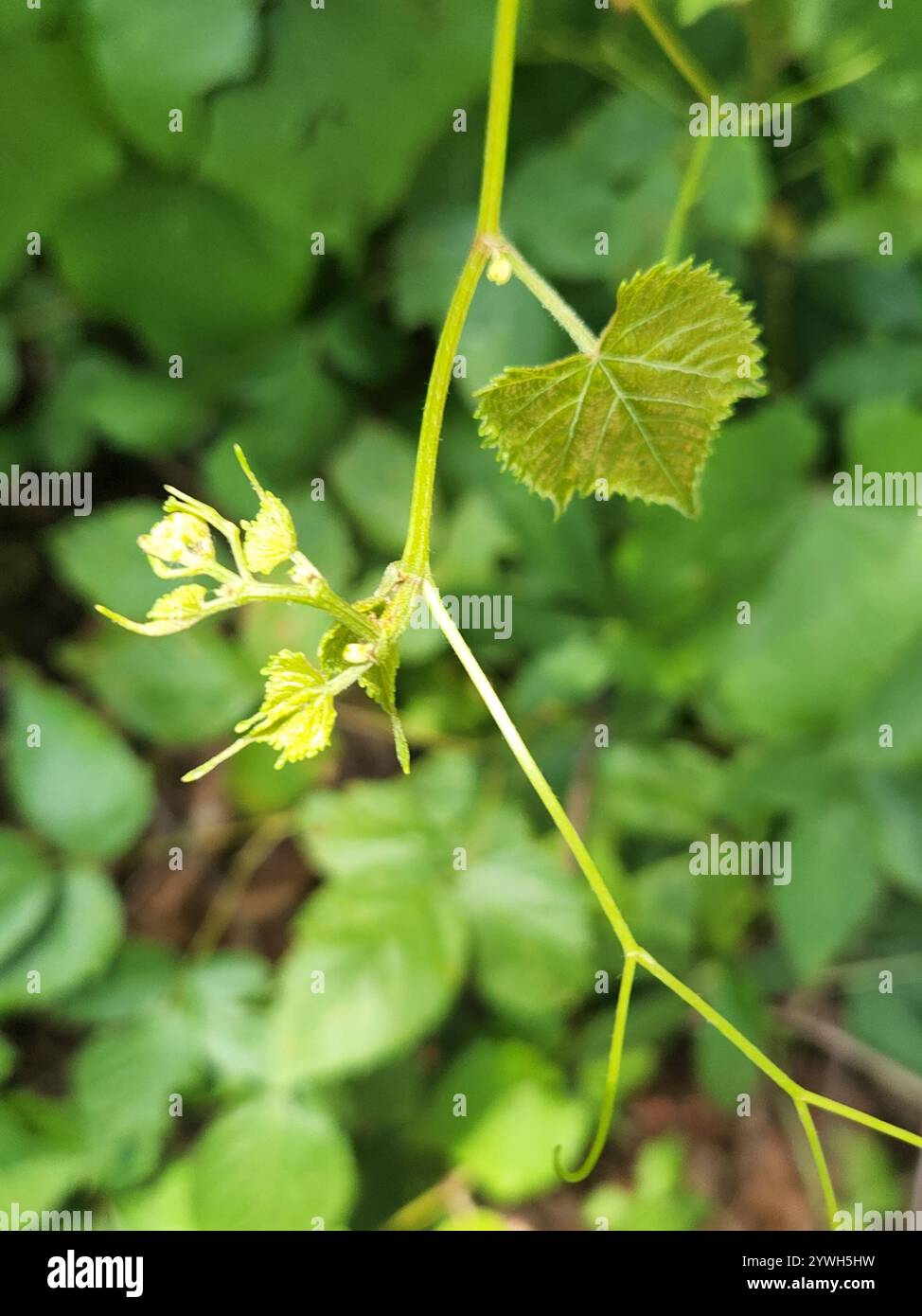 Vitis vulpina hi-res stock photography and images - Alamy