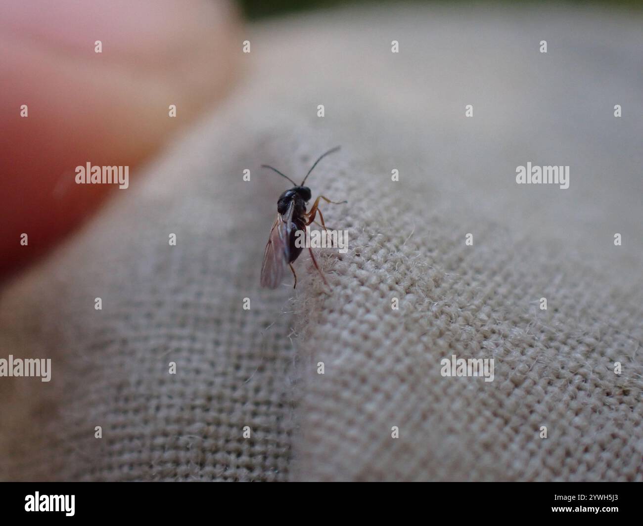 Gall Wasps (Cynipidae Stock Photo - Alamy