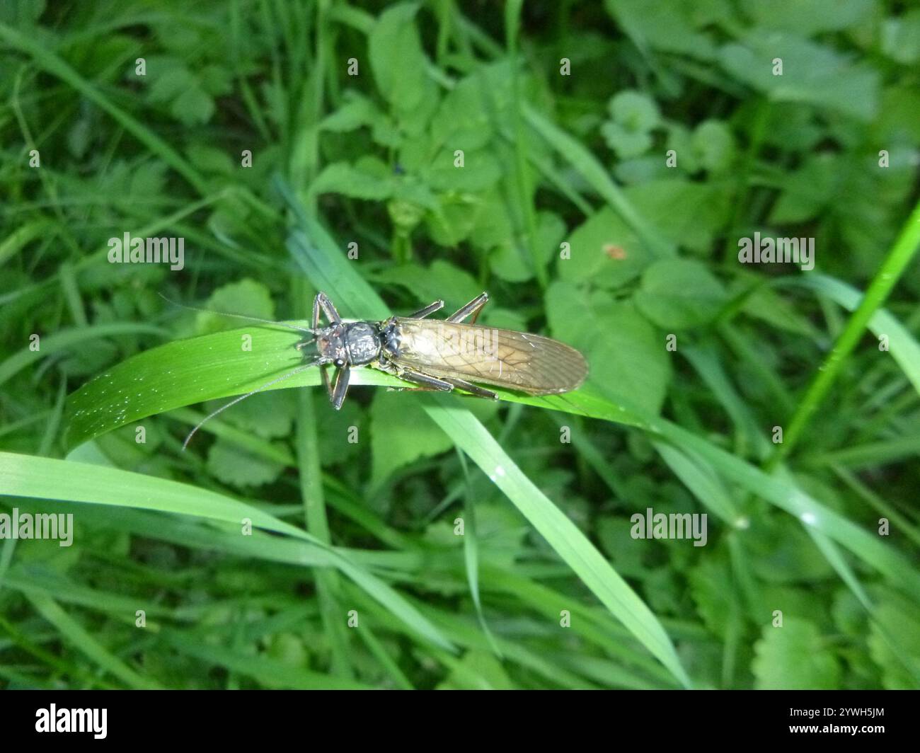 Common Stoneflies (Perlidae Stock Photo - Alamy