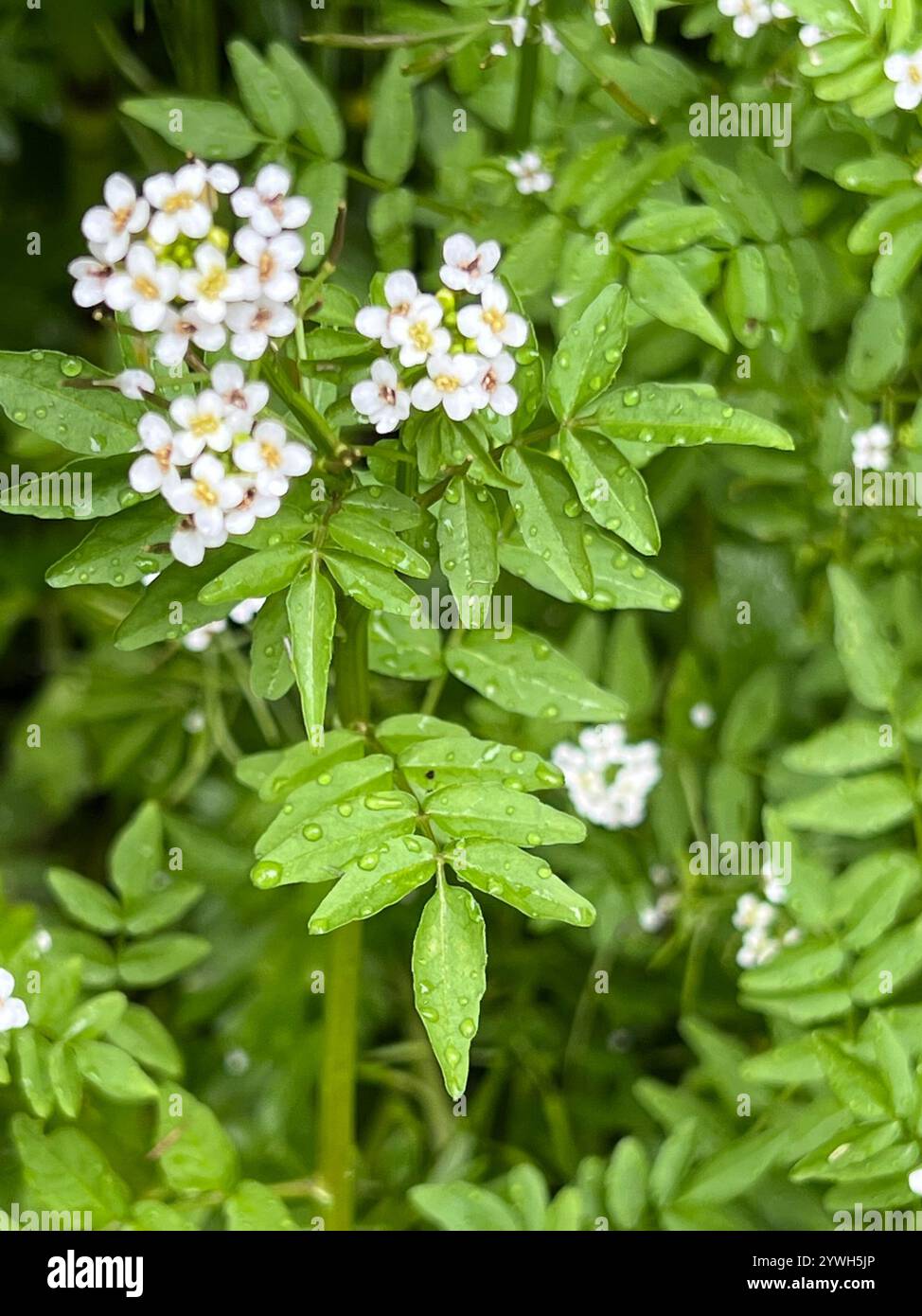 watercress (Nasturtium officinale Stock Photo - Alamy
