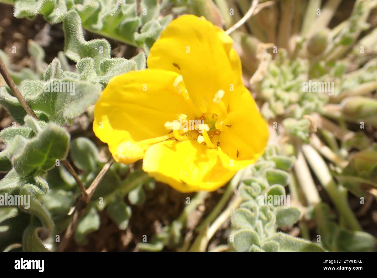 tansyleaf evening primrose (Taraxia tanacetifolia Stock Photo - Alamy
