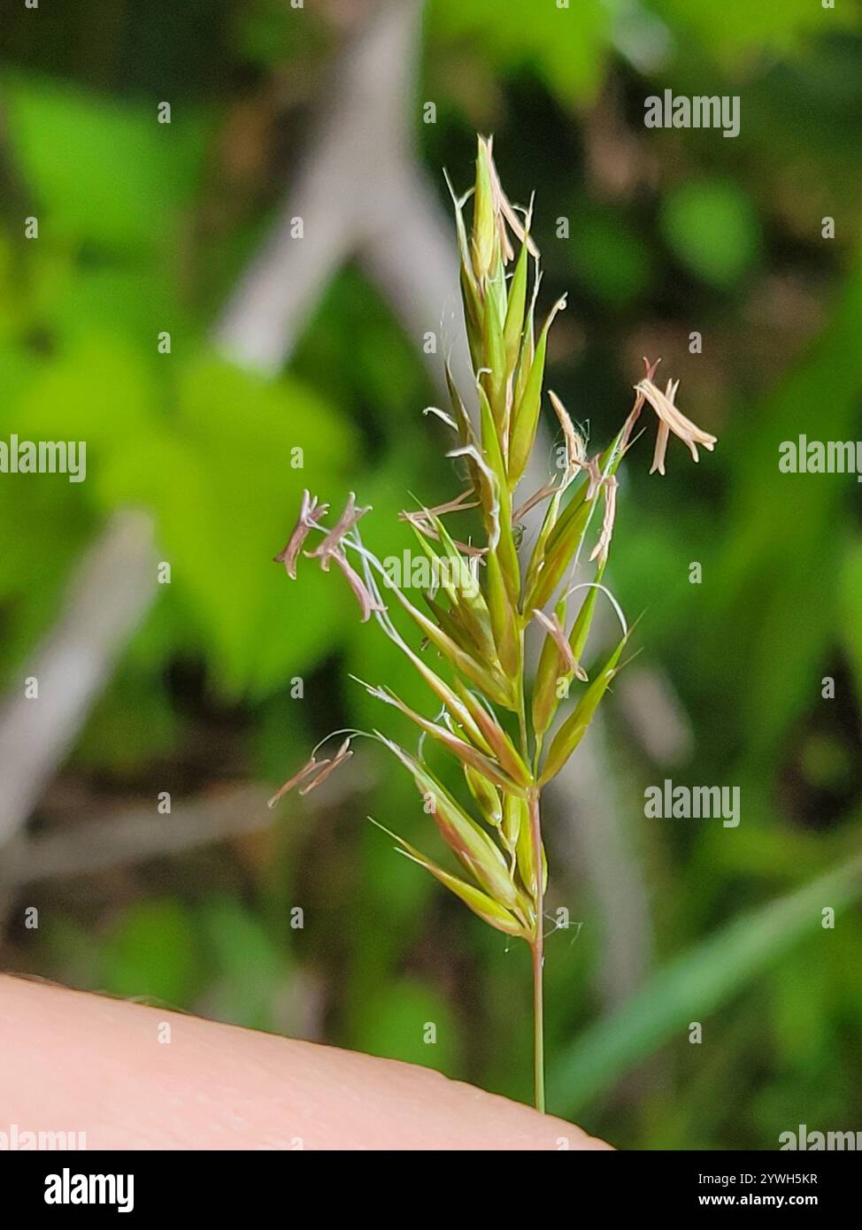 sweet vernal grass (Anthoxanthum odoratum Stock Photo - Alamy