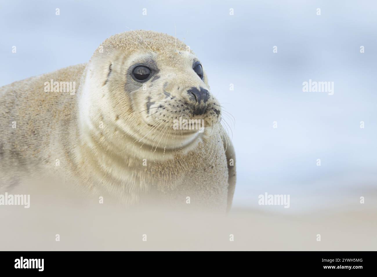 Common seal (Phoca vitulina) adult animal on a beach, Norfolk, England ...