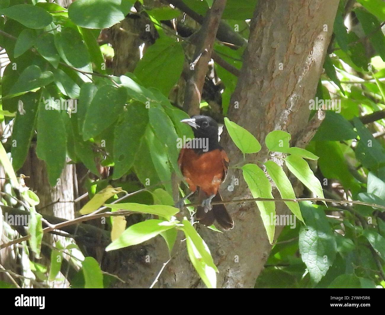 Orchard Oriole (Icterus spurius Stock Photo - Alamy