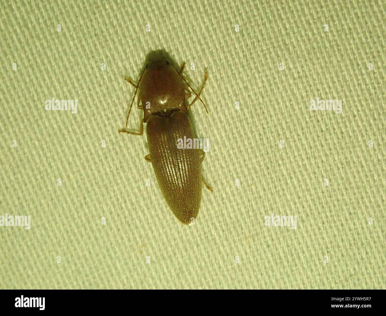 Monocrepidius hi-res stock photography and images - Alamy