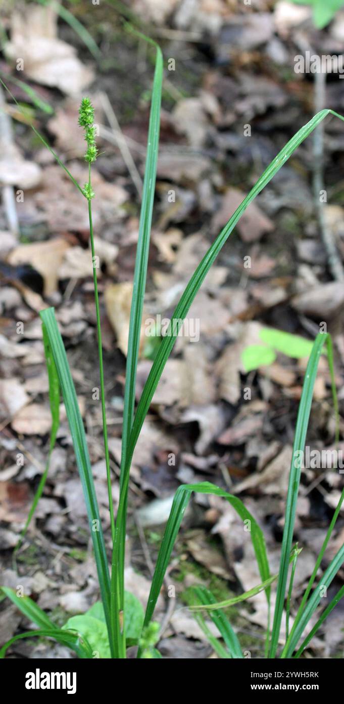 true sedges (Carex Stock Photo - Alamy