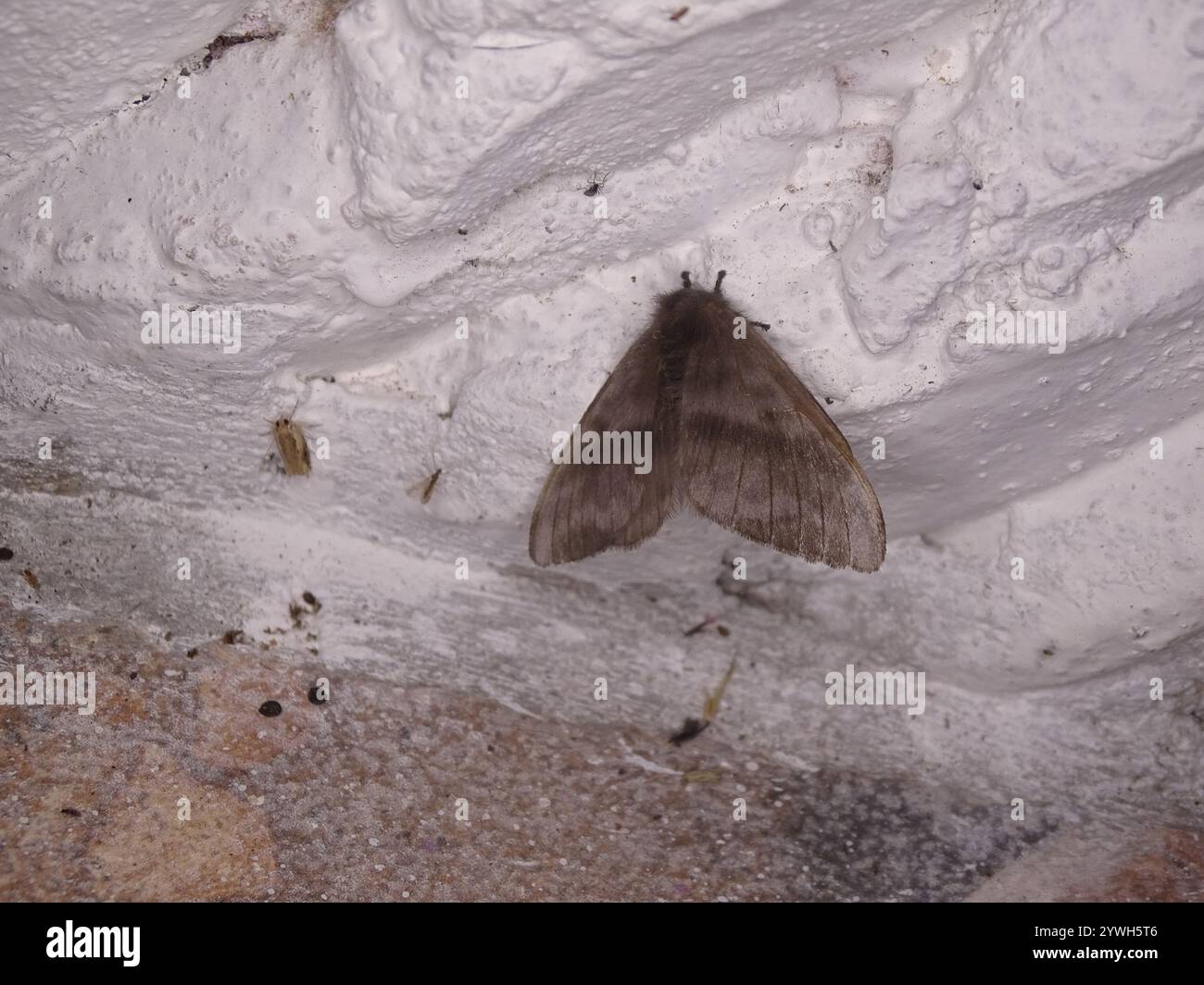 Emperor and Giant Silk Moths (Saturniidae Stock Photo - Alamy