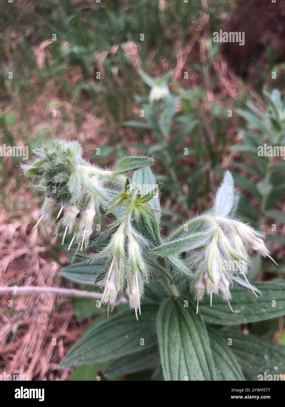 western false gromwell (Lithospermum occidentale Stock Photo - Alamy