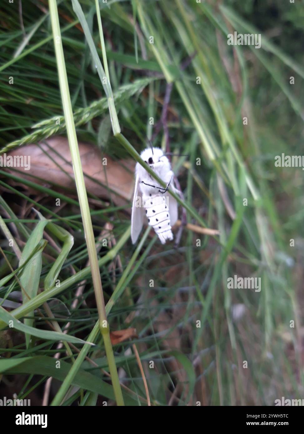 Water Ermine (Spilosoma urticae Stock Photo - Alamy