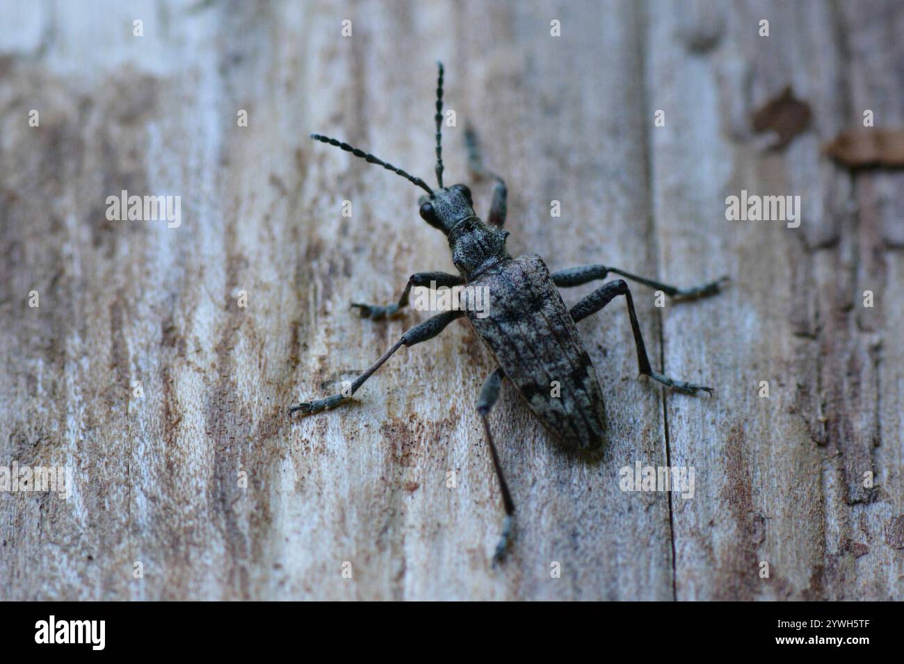 Ribbed Pine Borer (Rhagium inquisitor Stock Photo - Alamy