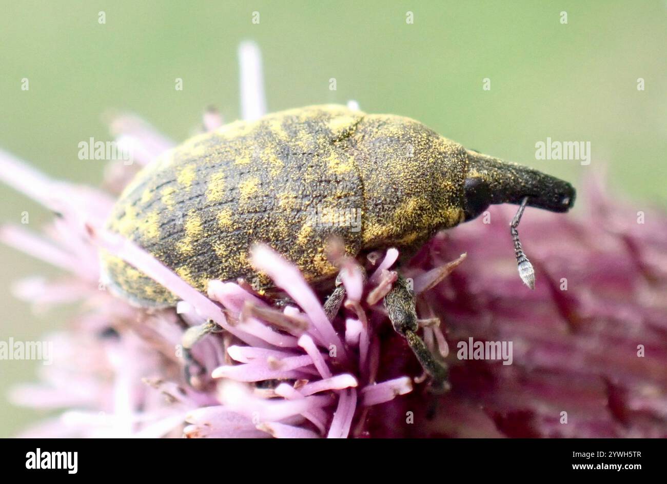 Turbine Cylindrical Weevil (Larinus turbinatus Stock Photo - Alamy