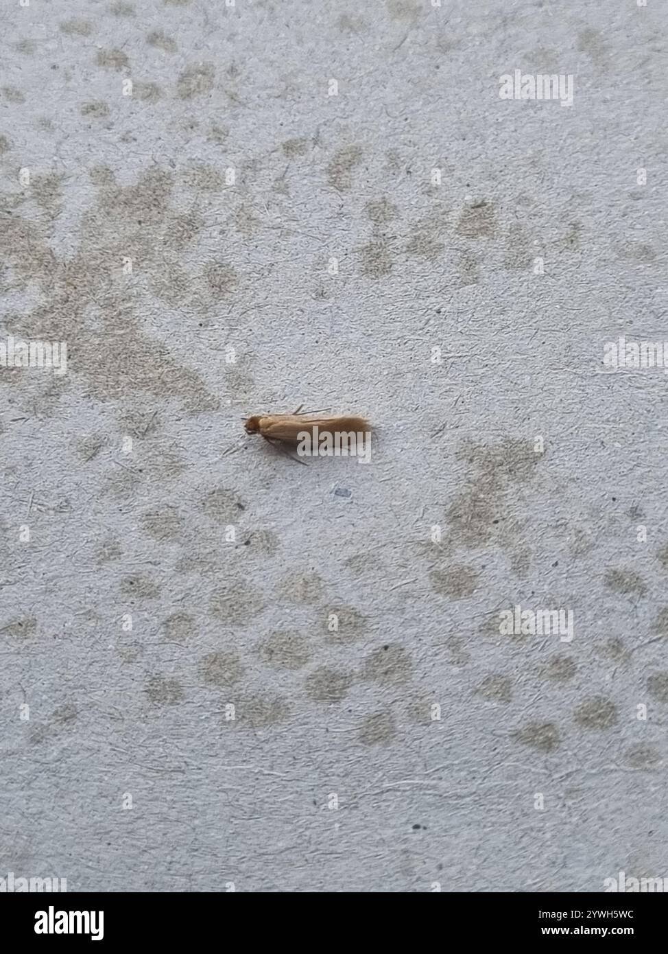 Tineola bisselliella moth hi-res stock photography and images - Alamy