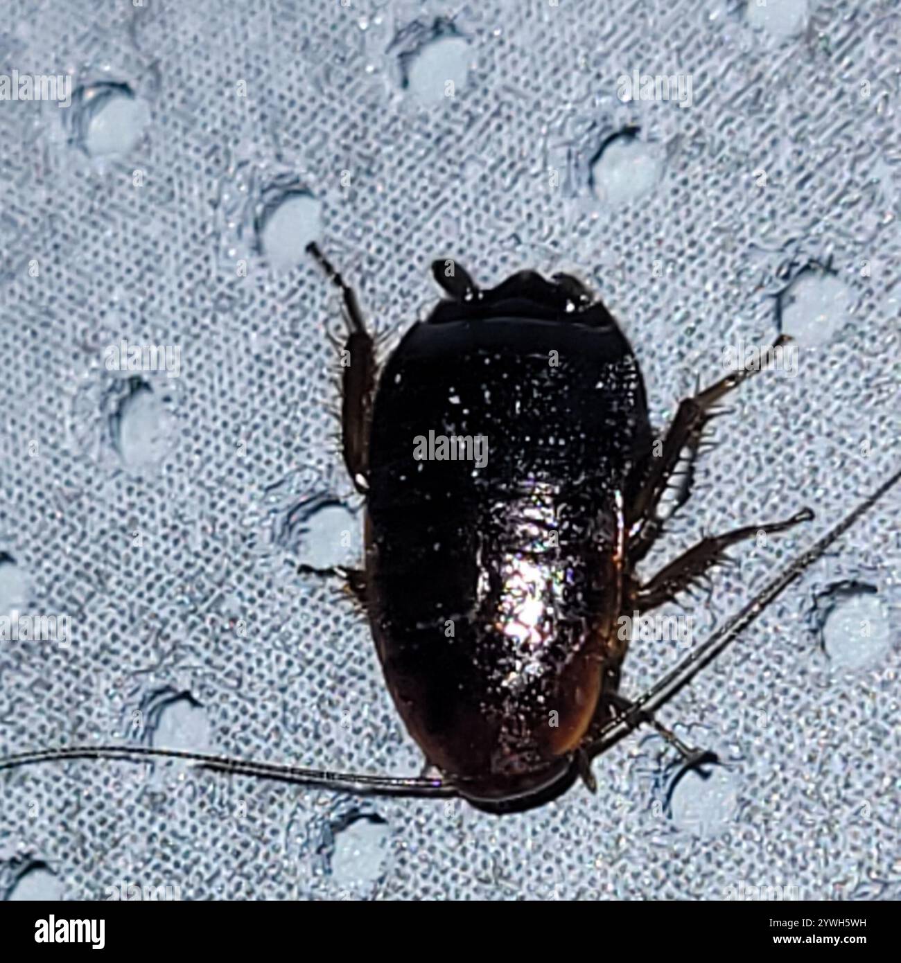 Old World Lobe-winged Cockroaches (Loboptera Stock Photo - Alamy