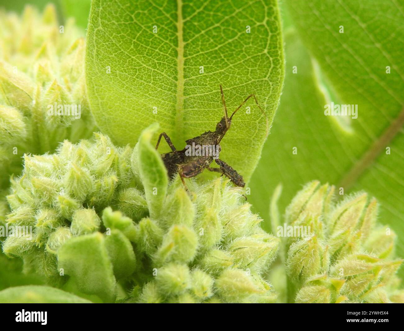 Spiny Assassin Bug (Sinea spinipes Stock Photo - Alamy