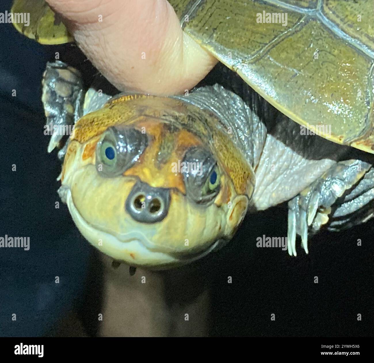 Savanna Side-necked Turtle (Podocnemis vogli Stock Photo - Alamy