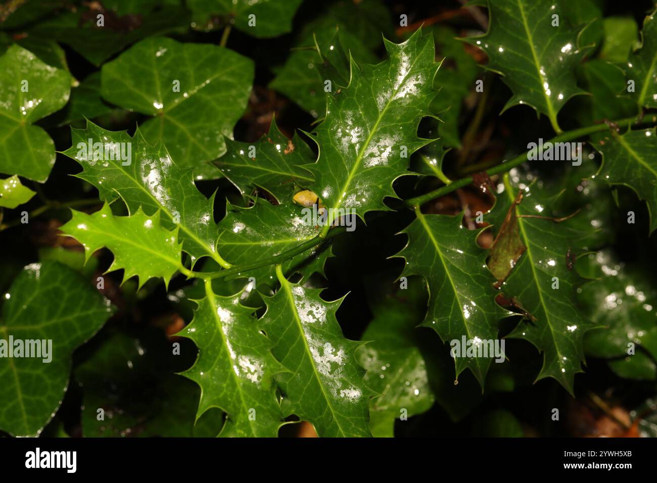 European holly (Ilex aquifolium Stock Photo - Alamy