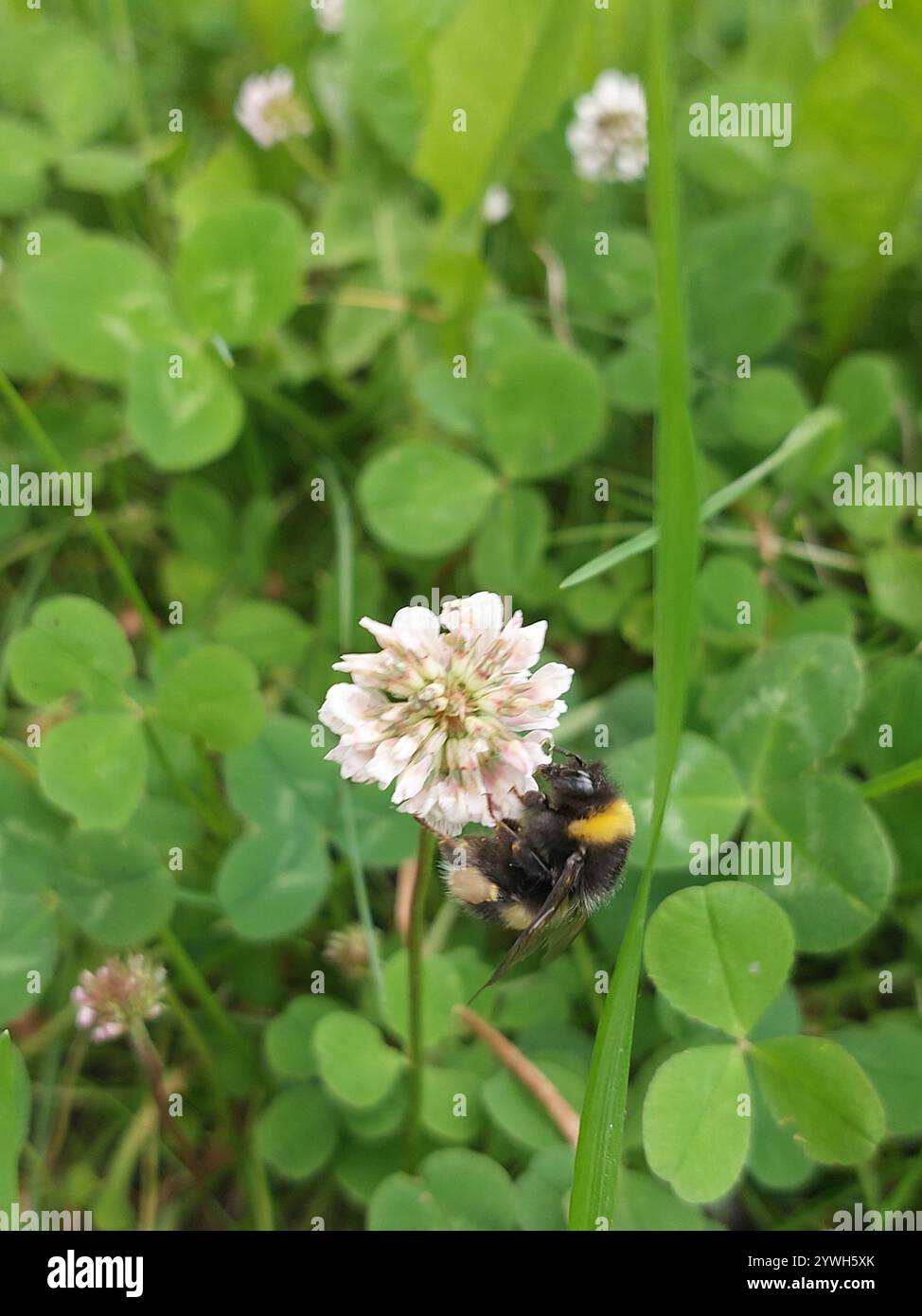 White-tailed Bumble Bee (Bombus lucorum Stock Photo - Alamy