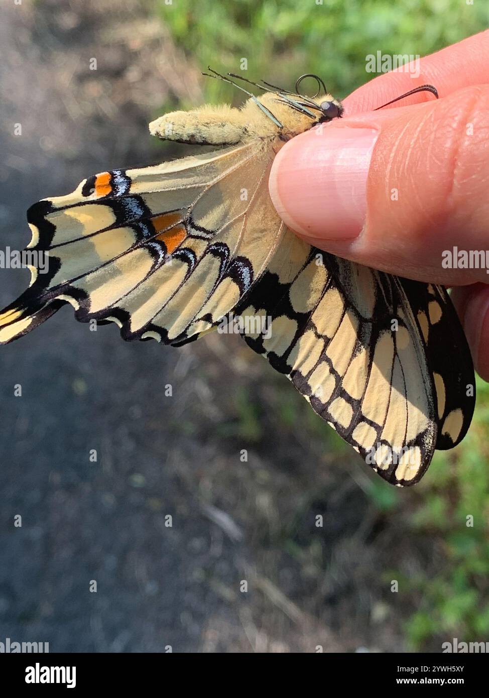 Eastern Giant Swallowtail (Heraclides cresphontes Stock Photo - Alamy