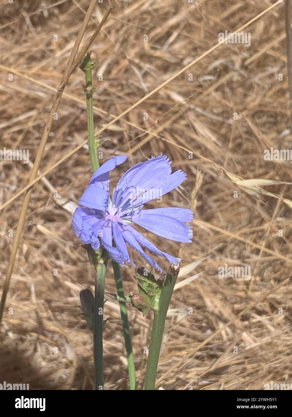 chicory (Cichorium intybus Stock Photo - Alamy