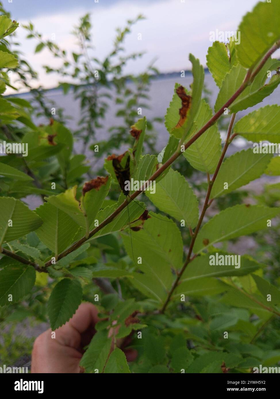 Zebra Caddisfly (Macrostemum zebratum Stock Photo - Alamy