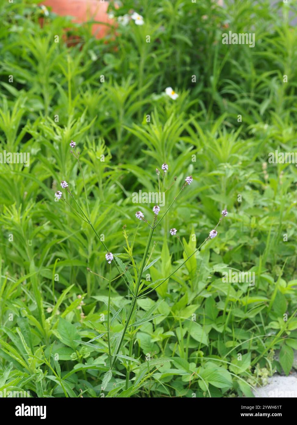 Seashore vervain (Verbena litoralis Stock Photo - Alamy