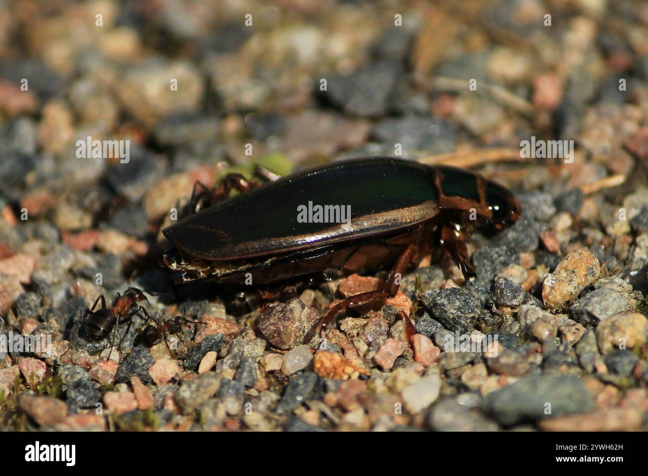 Great Diving Beetle (Dytiscus marginalis Stock Photo - Alamy
