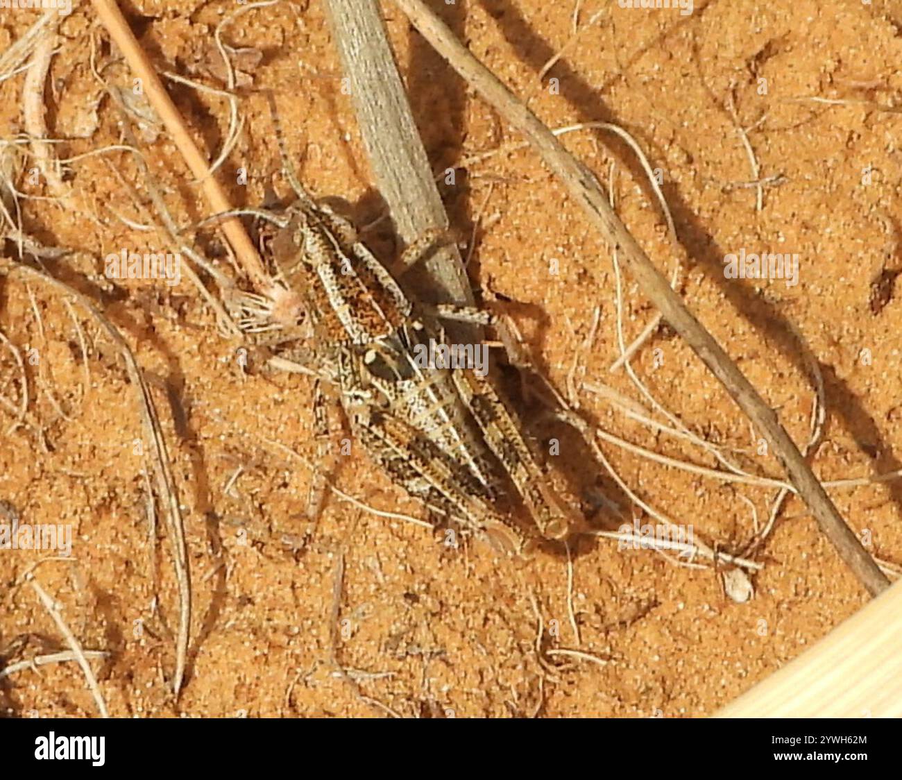 Italian locust (Calliptamus italicus Stock Photo - Alamy