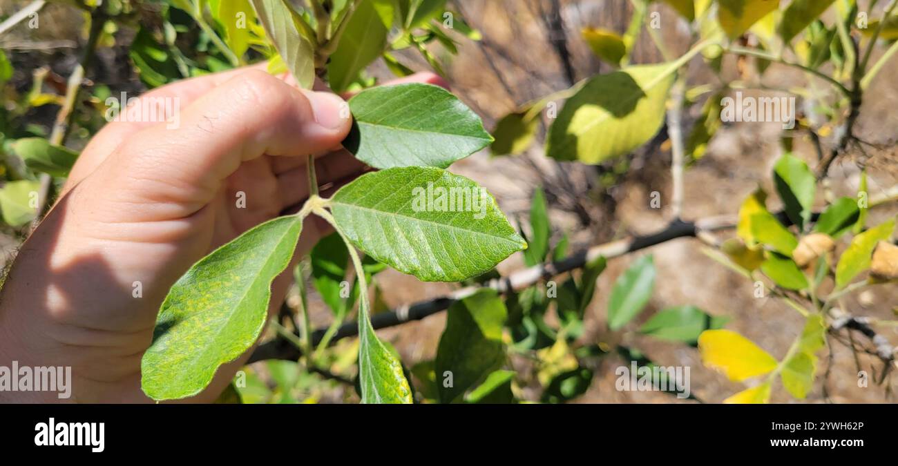 velvet ash (Fraxinus velutina Stock Photo - Alamy