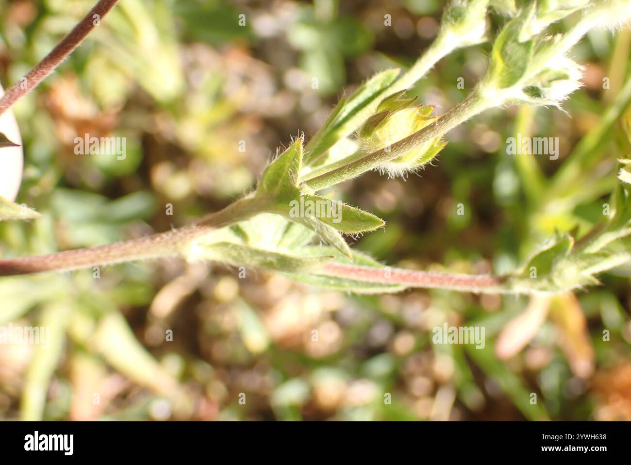 slender cinquefoil (Potentilla gracilis Stock Photo - Alamy