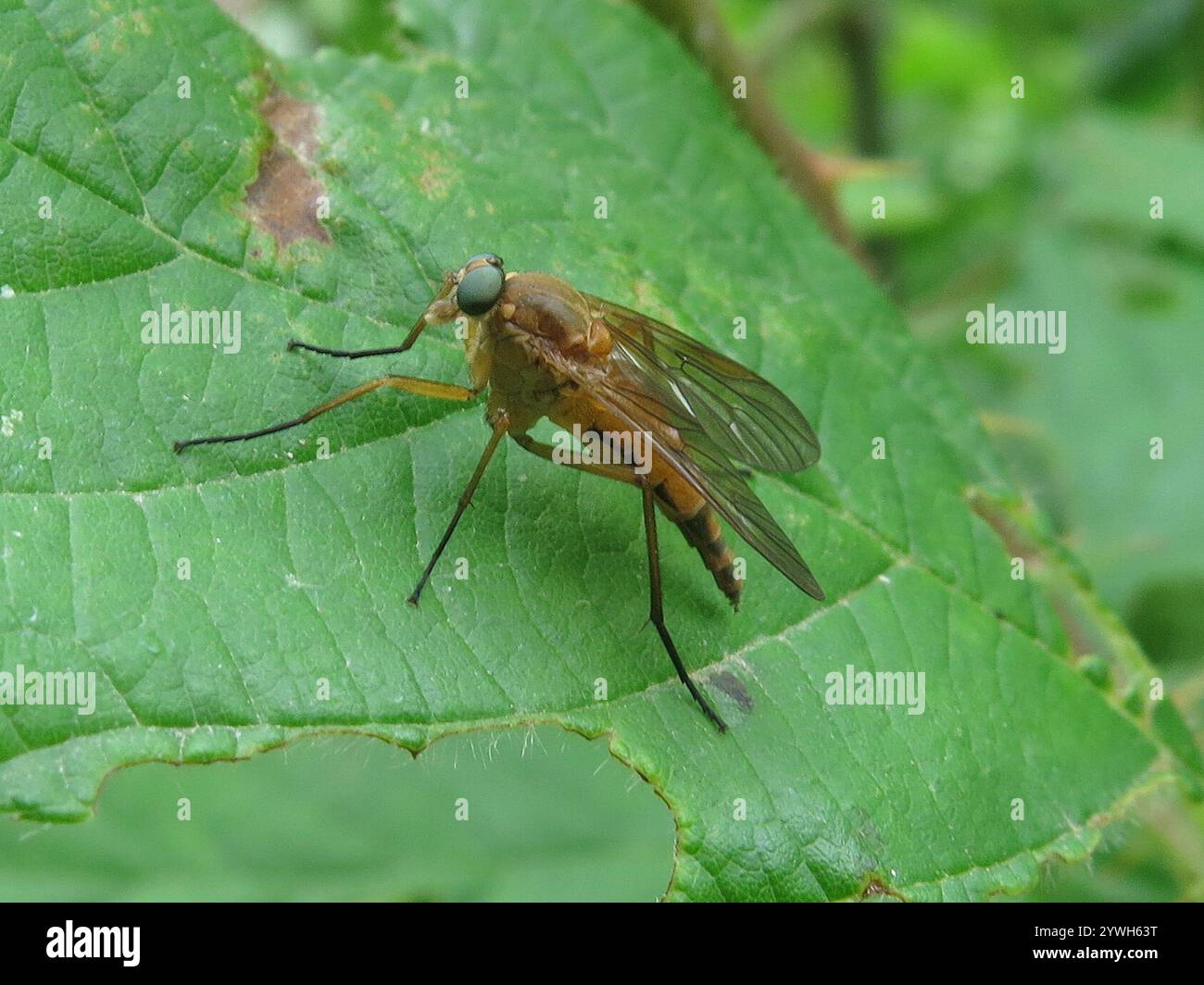 Rhagio tringarius hi-res stock photography and images - Alamy