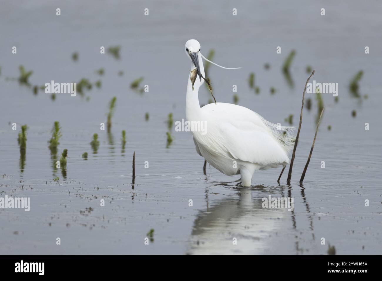 Little egret (Egretta garzetta) adult bird eating a Stickleback fish in ...