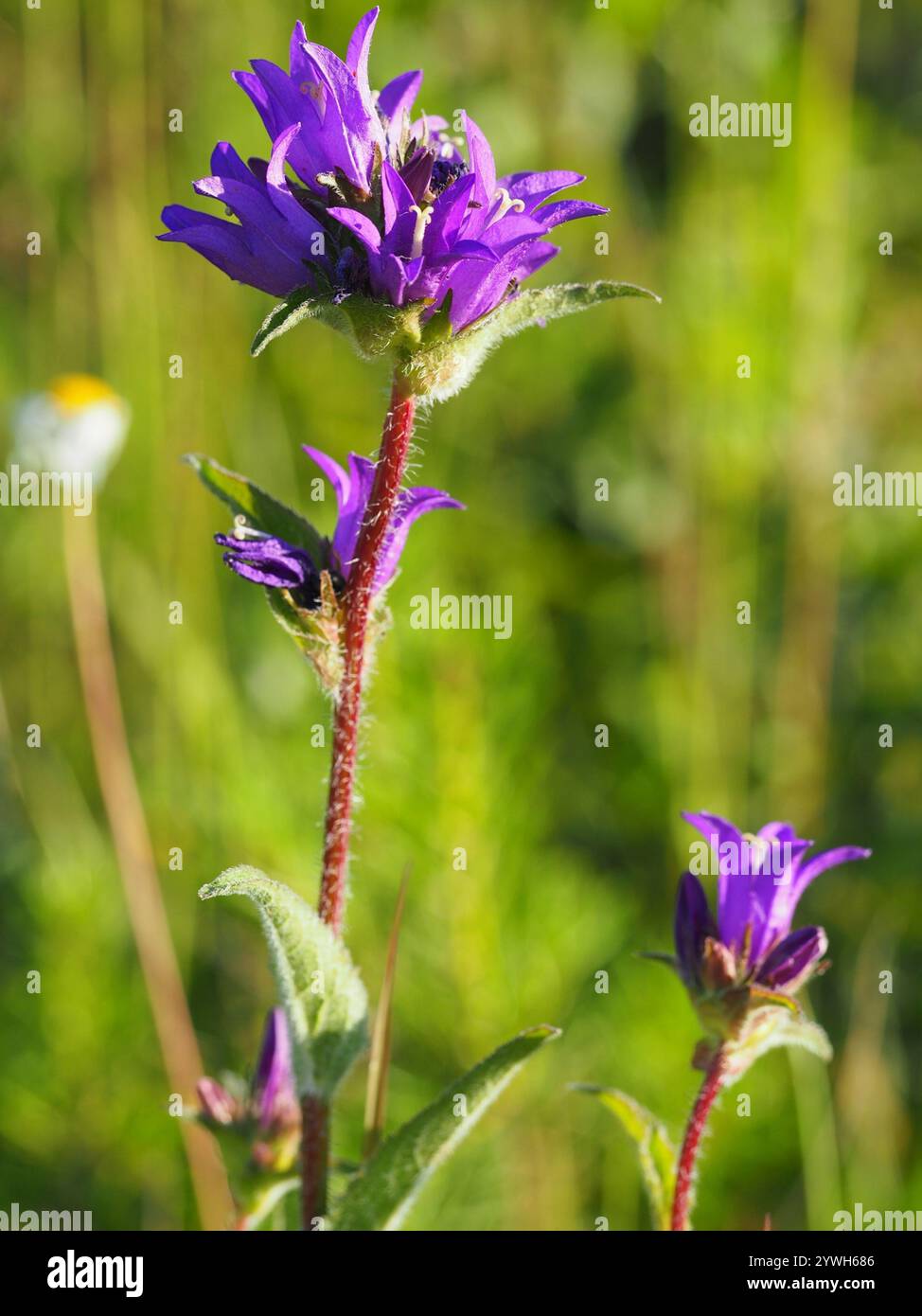 clustered bellflower (Campanula glomerata Stock Photo - Alamy