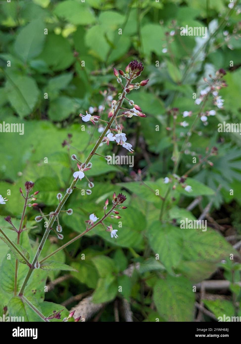 enchanter's-nightshade (Circaea lutetiana Stock Photo - Alamy