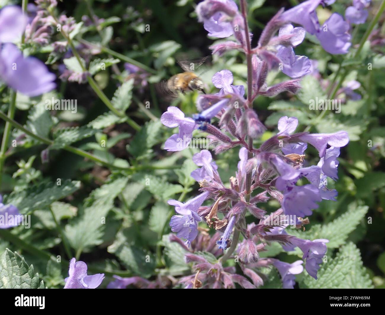 Common digger bees hi-res stock photography and images - Alamy