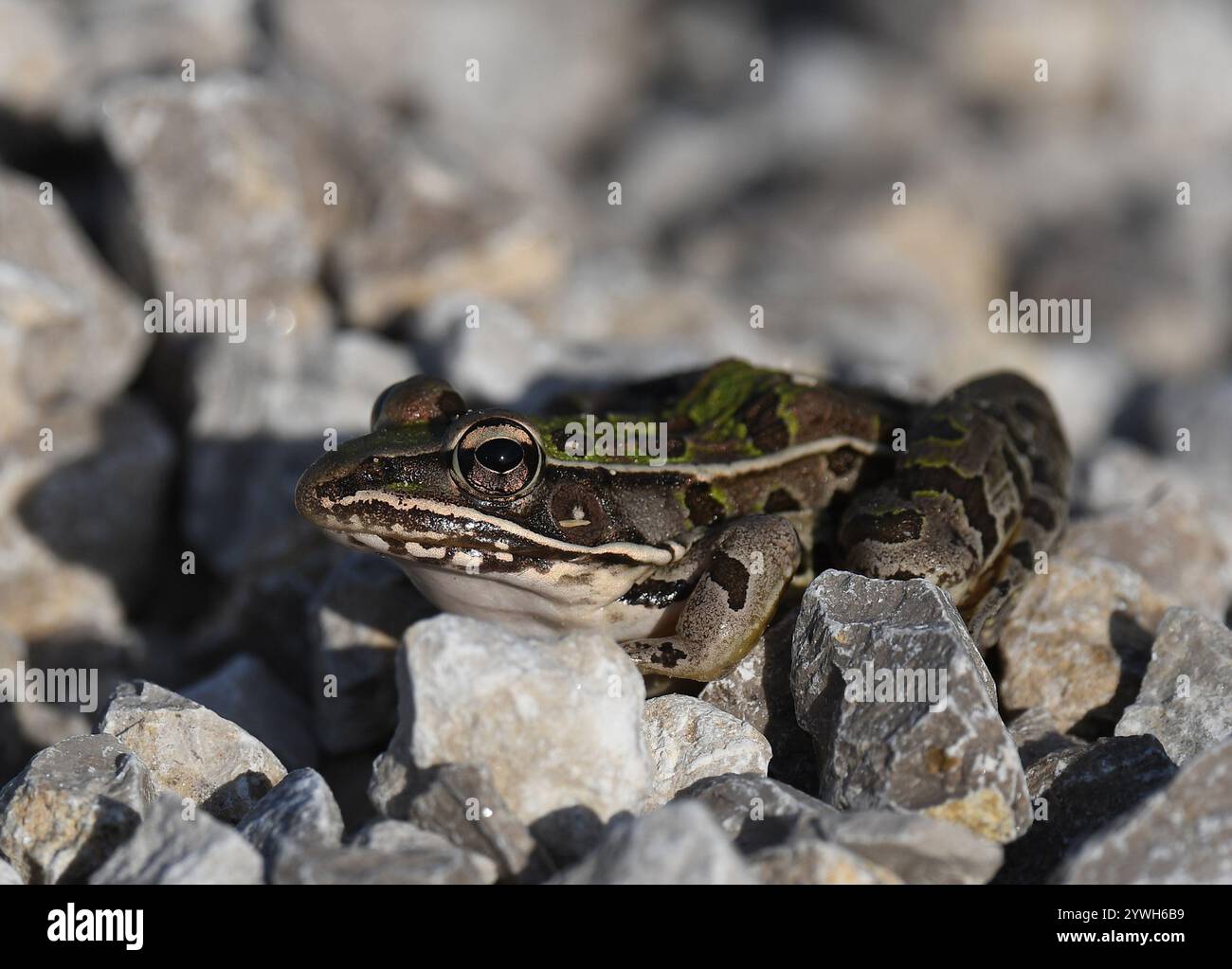 Southern Leopard Frog (Lithobates sphenocephalus Stock Photo - Alamy