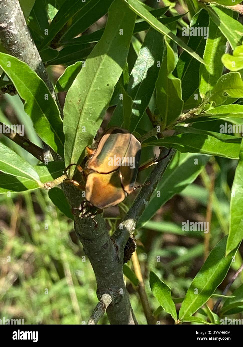 Common Green June Beetle (Cotinis nitida Stock Photo - Alamy