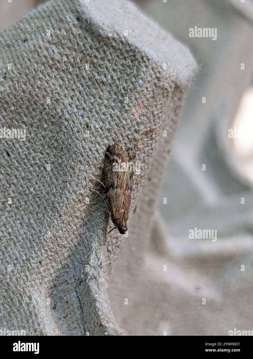 Tobacco moth (Ephestia elutella Stock Photo - Alamy