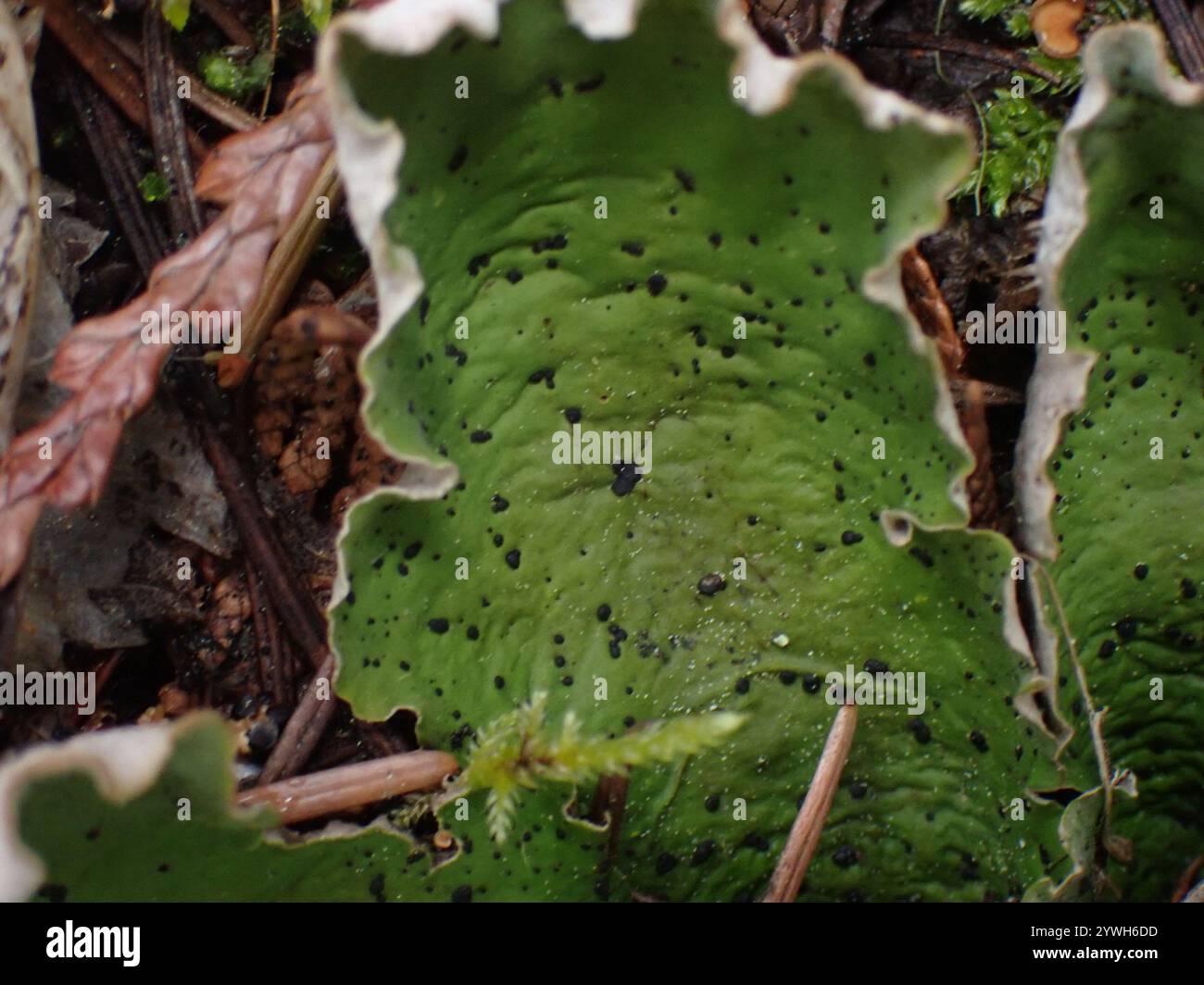 freckled pelt lichen (Peltigera aphthosa Stock Photo - Alamy