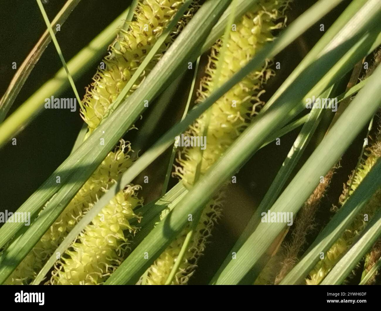 slender tufted-sedge (Carex acuta Stock Photo - Alamy