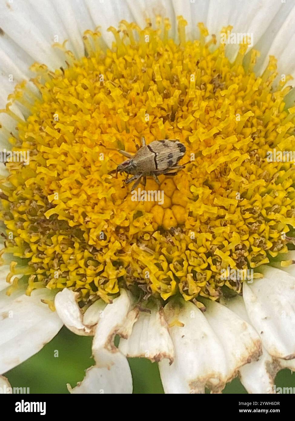 Penicillus hi-res stock photography and images - Alamy