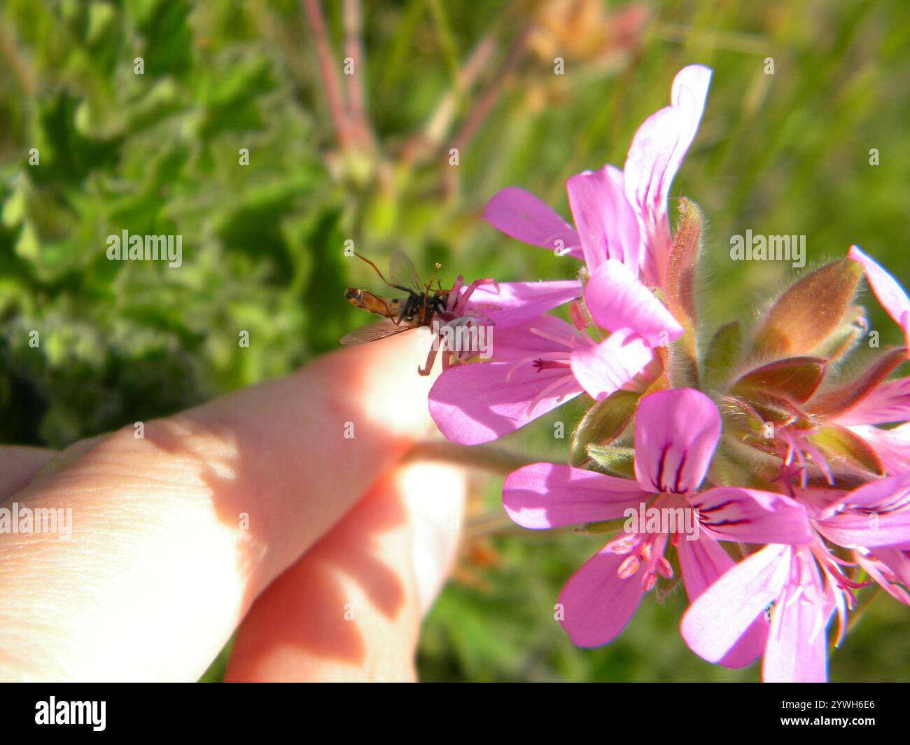 rose-scented geranium (Pelargonium capitatum Stock Photo - Alamy