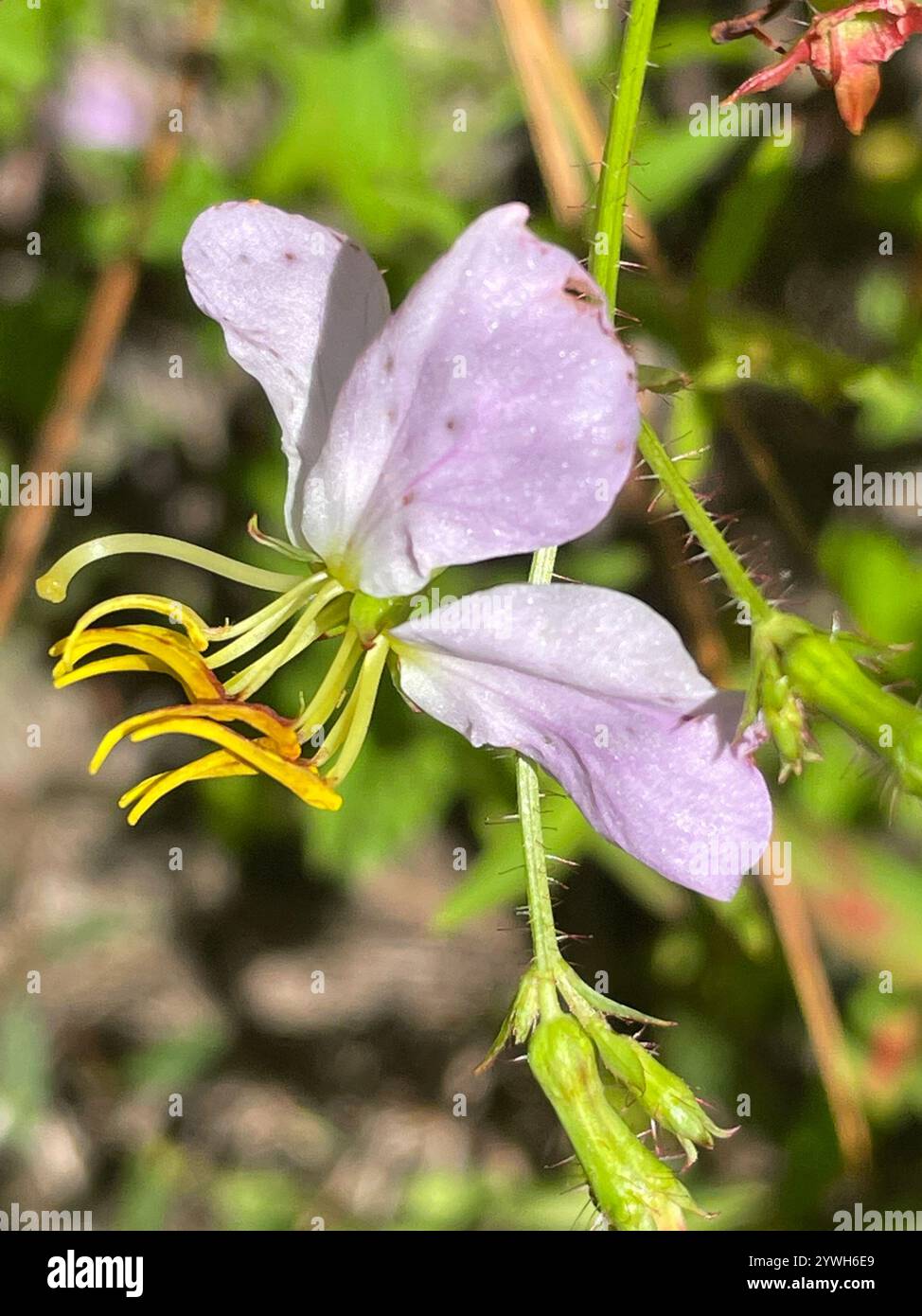 Maryland meadowbeauty (Rhexia mariana Stock Photo - Alamy