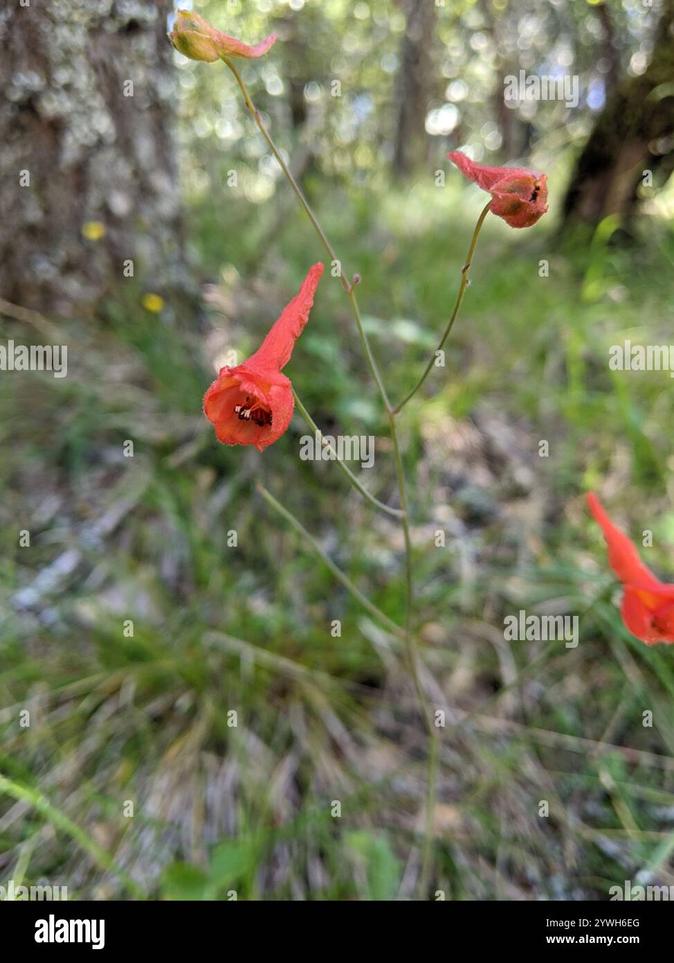 Red larkspur (Delphinium nudicaule Stock Photo - Alamy